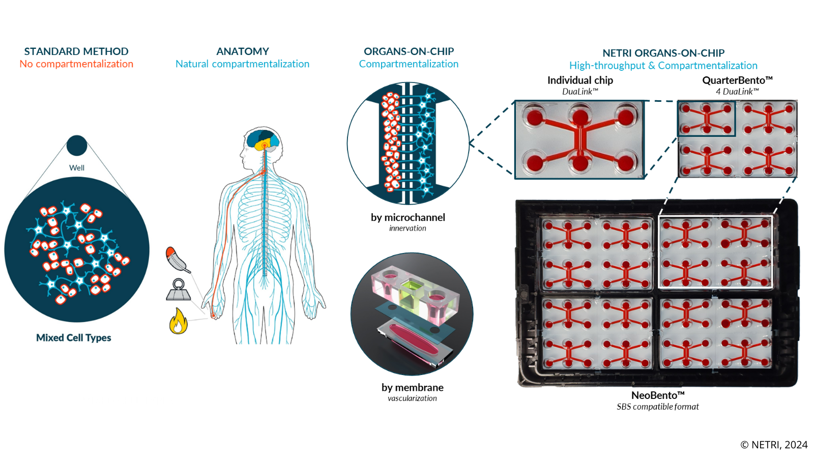Microfluidics and MEA Technology | Axion Biosystems